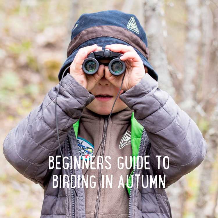 The Wild Family Guide: Autumn '24, Forest Edition – Tanglewood Hollow
