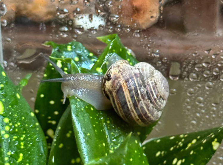 A BEGINNER'S GUIDE TO KEEPING MILK SNAILS AS PETS – Tanglewood Hollow
