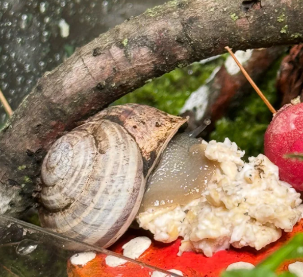 A BEGINNER'S GUIDE TO KEEPING MILK SNAILS AS PETS – Tanglewood Hollow