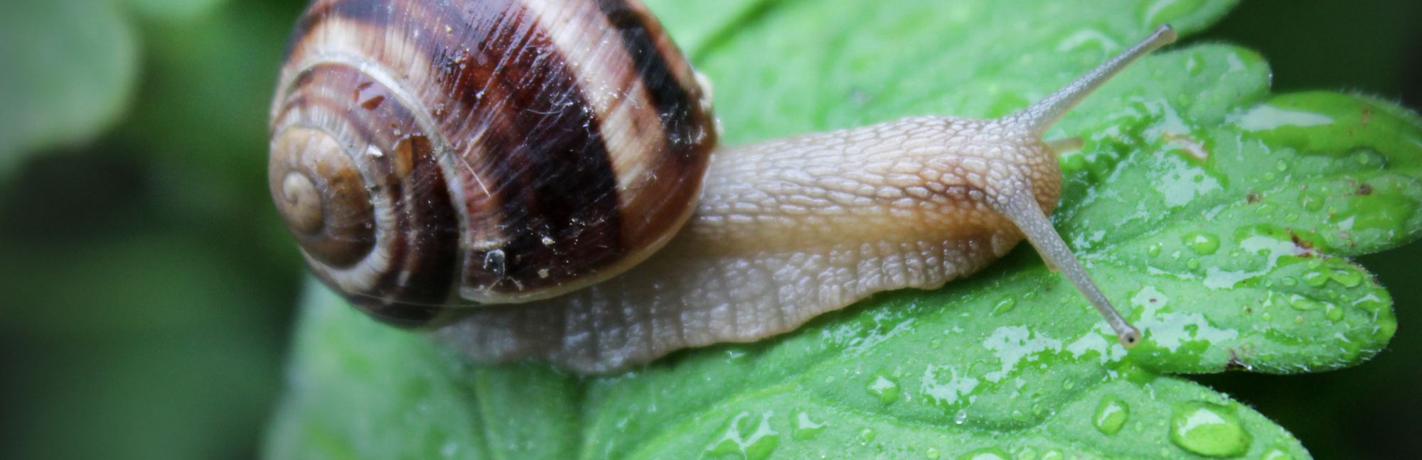 A BEGINNER'S GUIDE TO KEEPING MILK SNAILS AS PETS – Tanglewood Hollow